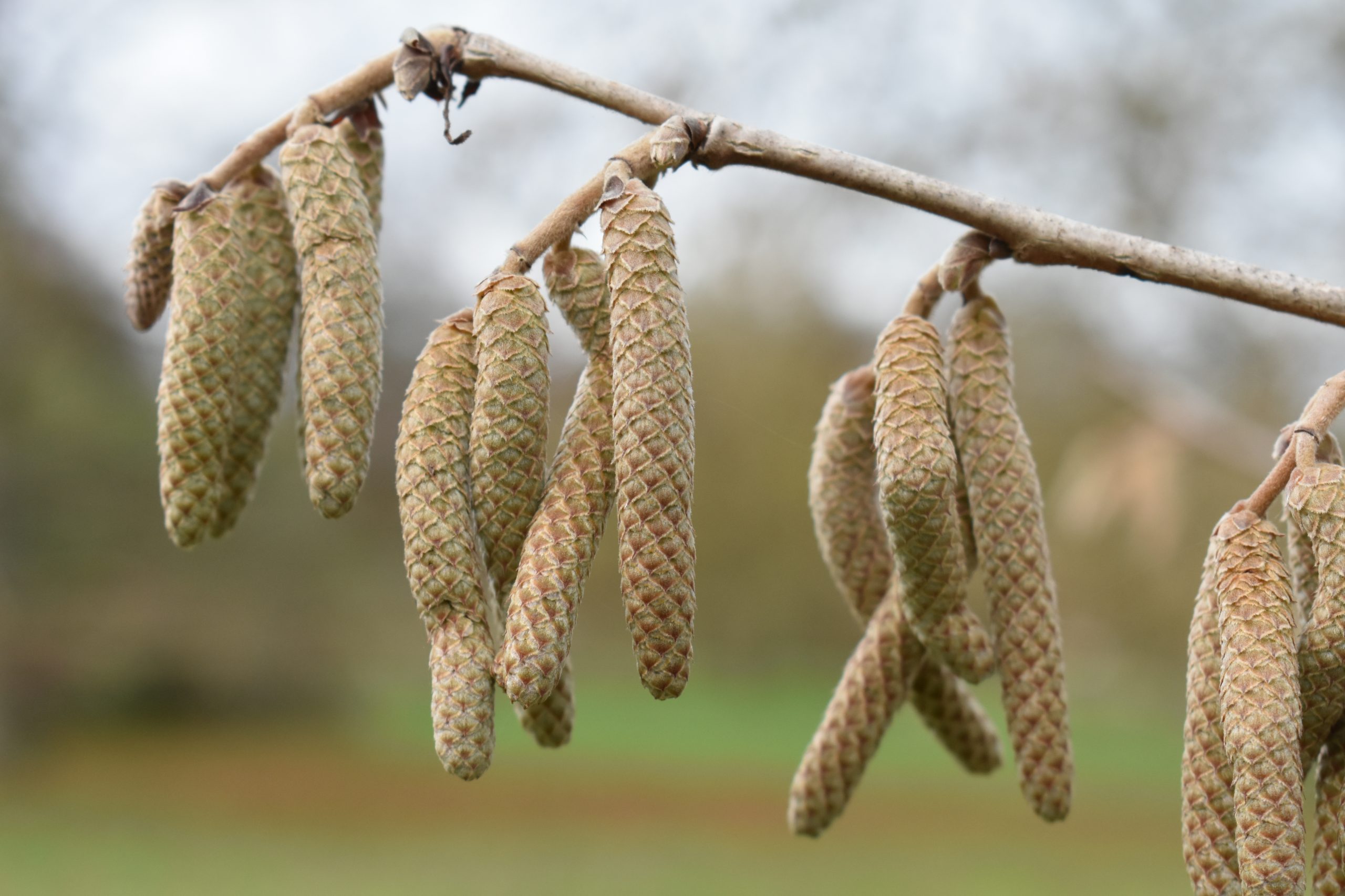 Corylus colurna - Cambridge Botanic Garden