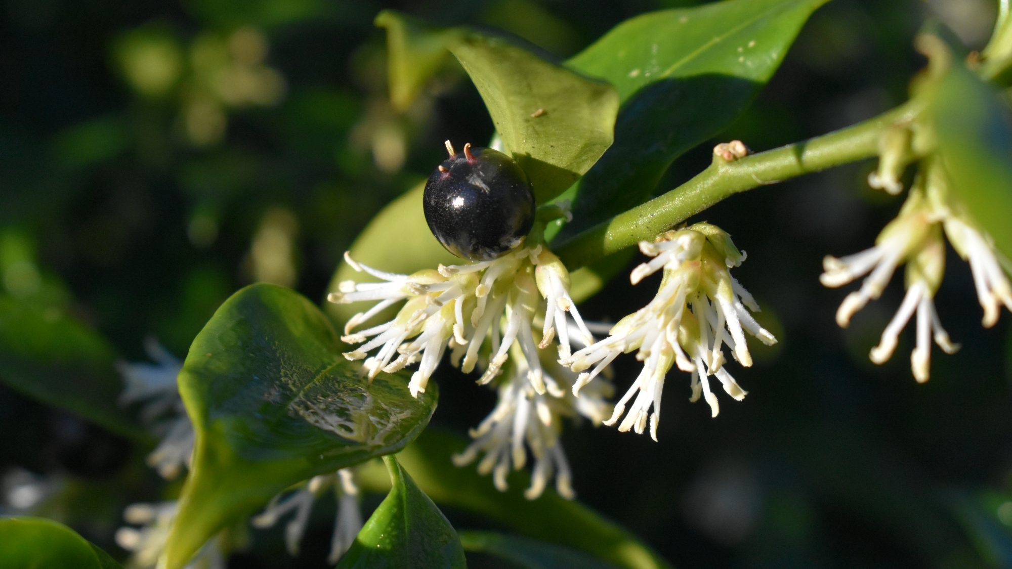 Sarcococca confusa - Cambridge Botanic Garden
